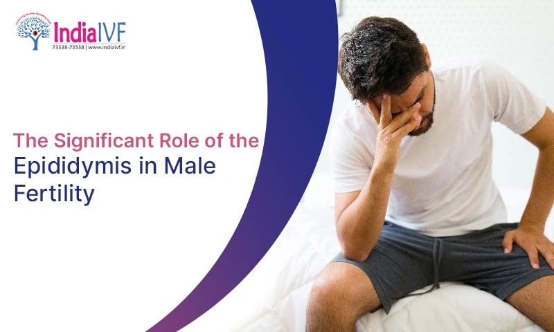 Significance of Epididymis in Male Fertility | India IVF Fertility