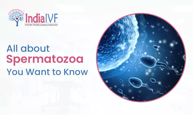 All about Spermatozoa - Key Insights from India IVF Fertility