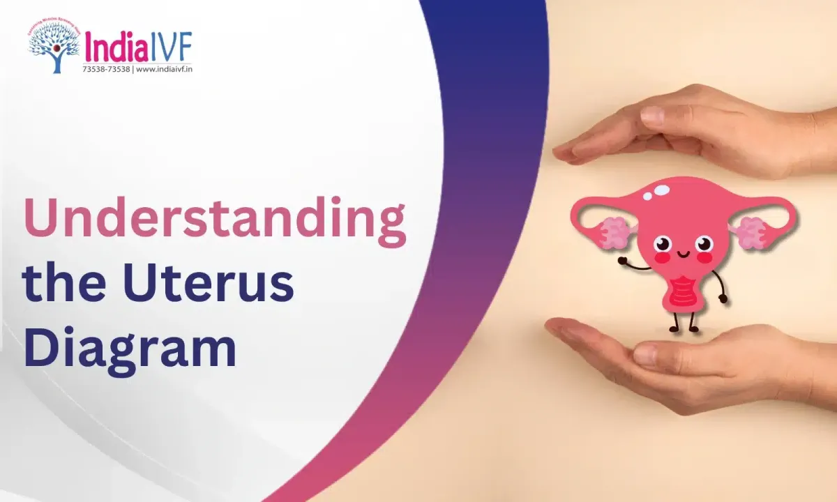 Uterus Diagram - Essential Guide for Understanding Female Reproductive ...