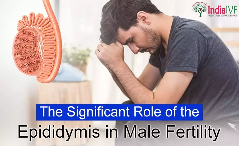 Significance of Epididymis in Male Fertility | India IVF Fertility