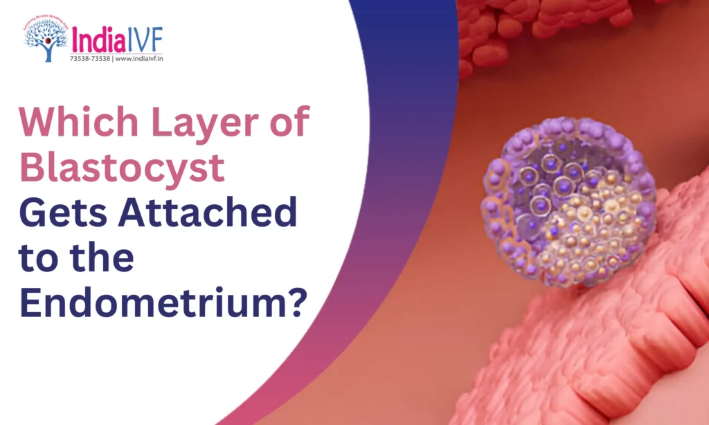 Expert insights on which layer of the blastocyst attaches to the ...